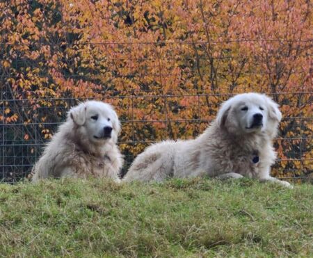 Available for Adoption – Columbia Cascade Great Pyrenees Club