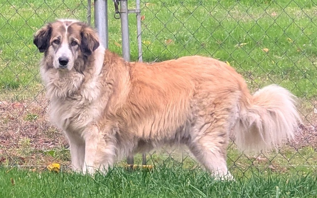 Available for Adoption – Columbia Cascade Great Pyrenees Club